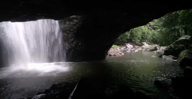 Gold Coast: Kangaroos, Rainforest & Waterfall Swimming | GetYourGuide