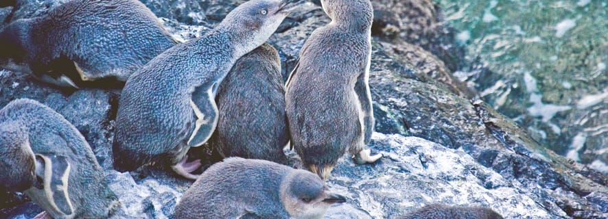 The BEST Akaroa Tours and Things to Do in 2022 - FREE Cancellation ...