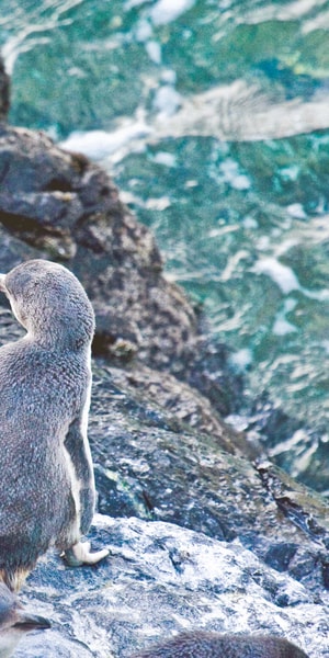Akaroa: Pohatu Little Penguins 3-Hour Evening Experience | GetYourGuide