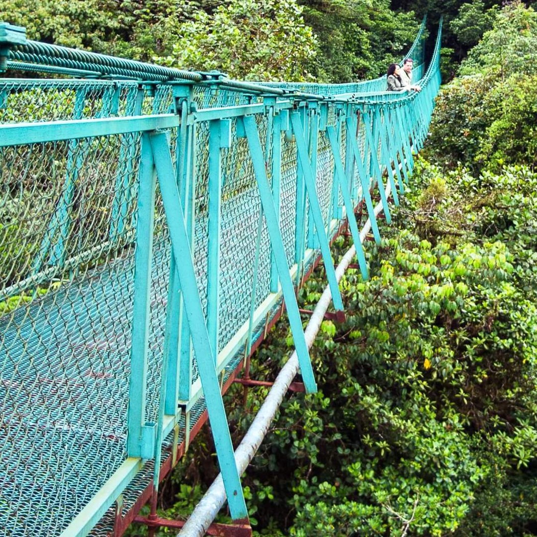 From San José: Monteverde Hanging Bridges Day Trip | GetYourGuide