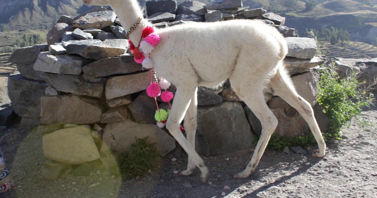 Z Arequipy: Celodenní výlet do kaňonu Colca s túrou a obědem | GetYourGuide