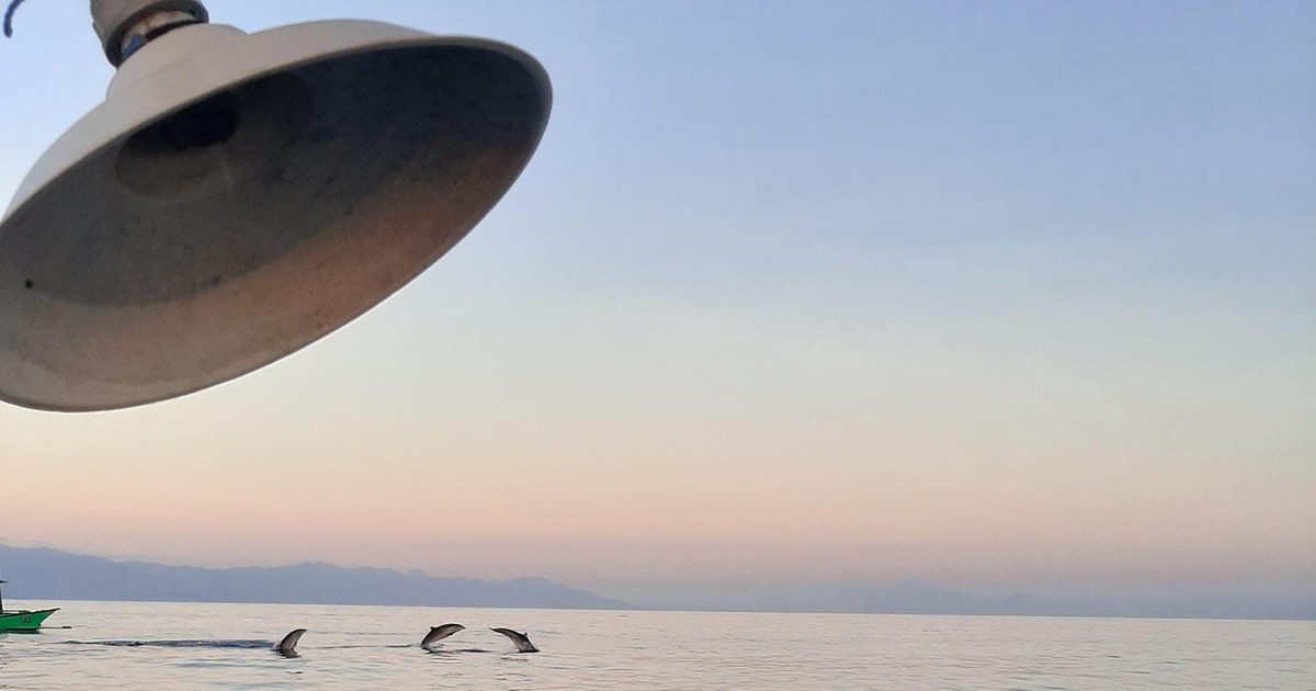 Private Dolphin tour, swim with Dolphin and sunrise Lovina | GetYourGuide