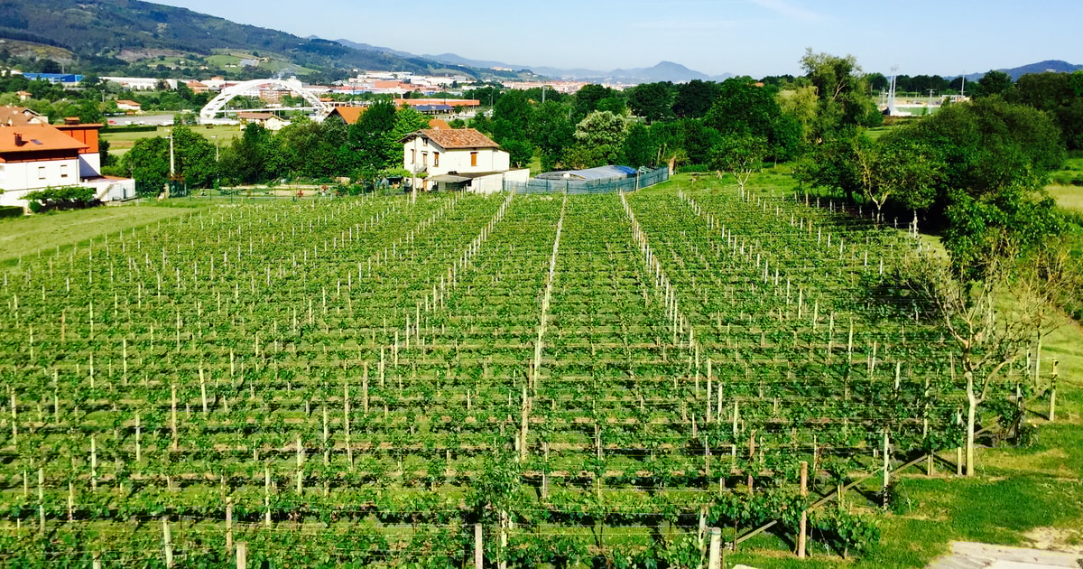 Bilbao: Guided Txacoli Wine Tasting | GetYourGuide