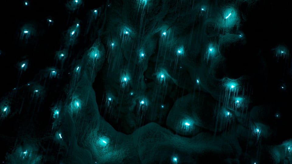 Kawiti Glow Worm Mağara Turu & Opua Kauri Orman Yürüyüşü | GetYourGuide