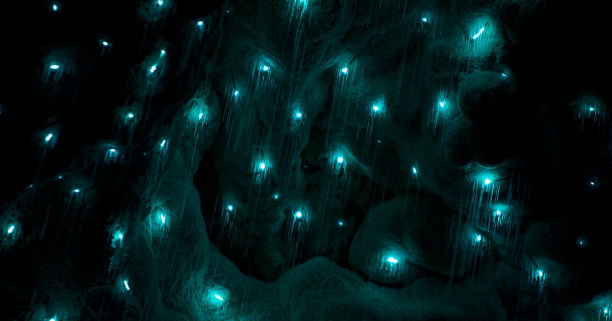 Waitangi, Kawiti Kawiti Glow Worm Cave & Opua Kauri Forest Walk ...