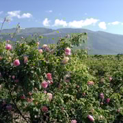 Rose Valley: Shuttle Group Day-Trip | GetYourGuide