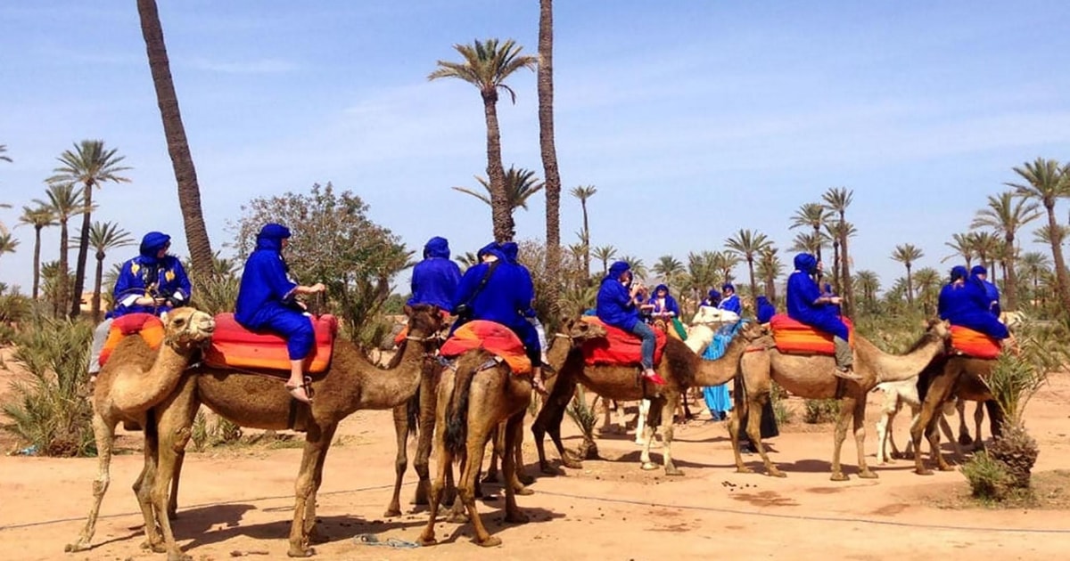Marrakech: giro in cammello di un'ora attraverso il palmeto | GetYourGuide