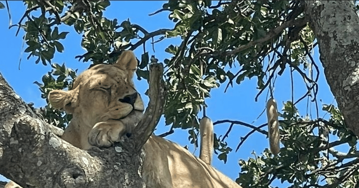 #1.Best Tarangire Day Trip Safari tour-ISMANI TOURS & SAFARI | GetYourGuide