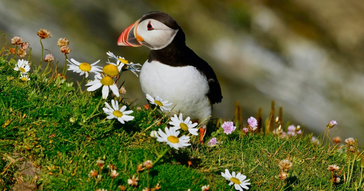 Lerwick: The Puffin Express - 3hr South Mainland Tour | GetYourGuide