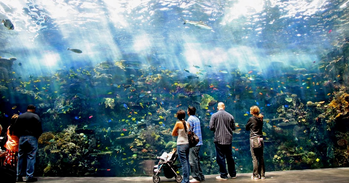 Atlanta: entrada al Acuario de Georgia sin colas en taquilla | GetYourGuide
