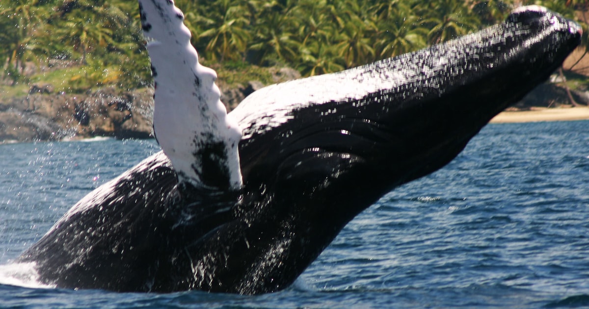 Samana: Whale Watching Tour | GetYourGuide
