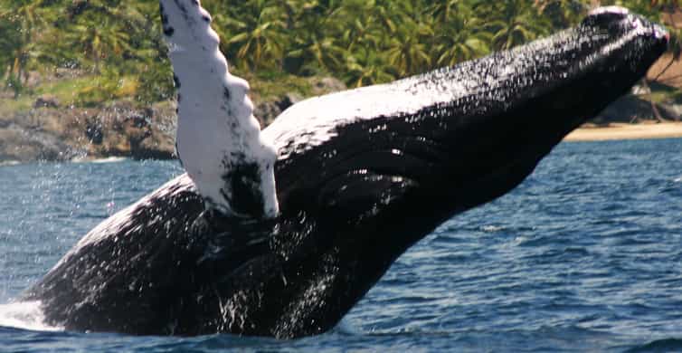 Santa Bárbara de Samaná Avistar delfines y ballenas: lo MEJOR de 2022 ...