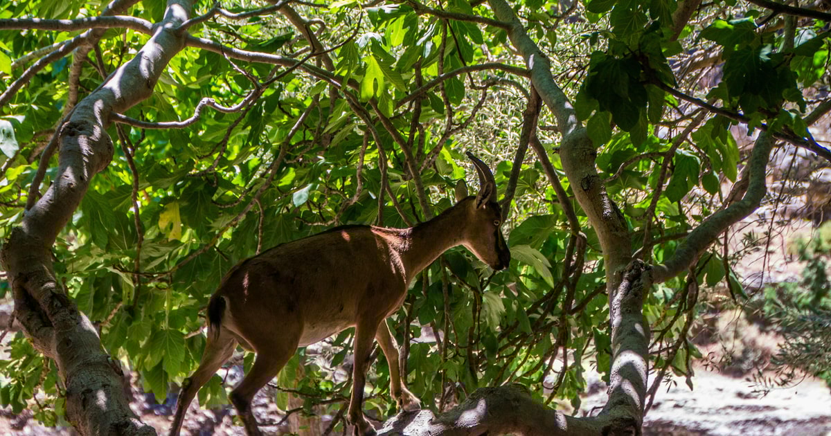 Samaria National Park Private hiking tour | GetYourGuide