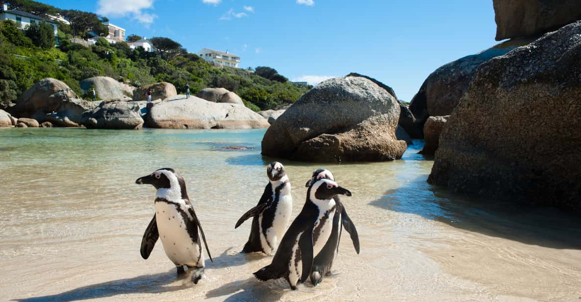 Desde Ciudad del Cabo: tour a cabo Point y pingüinos | GetYourGuide Desde Ciudad del Cabo: tour a cabo Point y pingüinos | GetYourGuide
