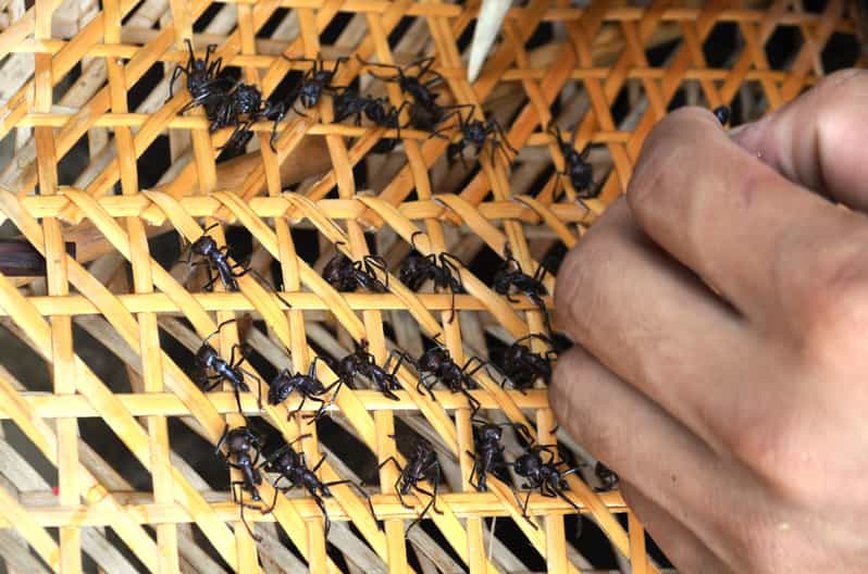 From Manaus: Tucandeira Ants Tribe Ritual Full Day Trip | GetYourGuide