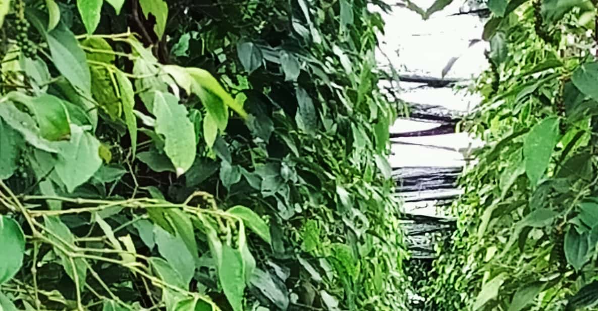 Ein Tagesausflug zur Pfefferfarm, zum Chhngok-Tempel und zum Salzfeld ...