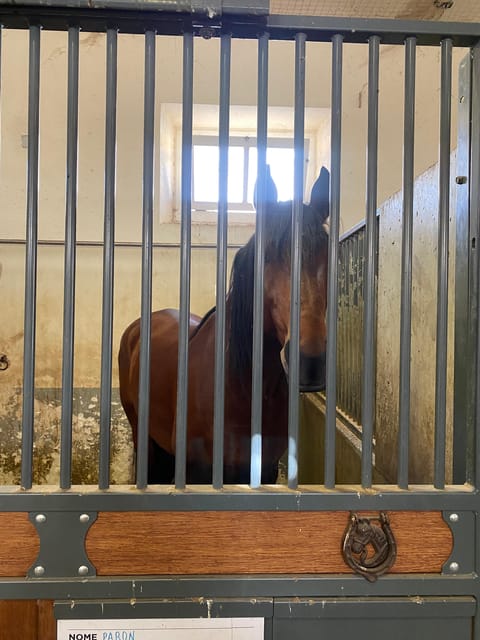 Lisbona: Spettacoli equestri dei cavalli lusitani | GetYourGuide