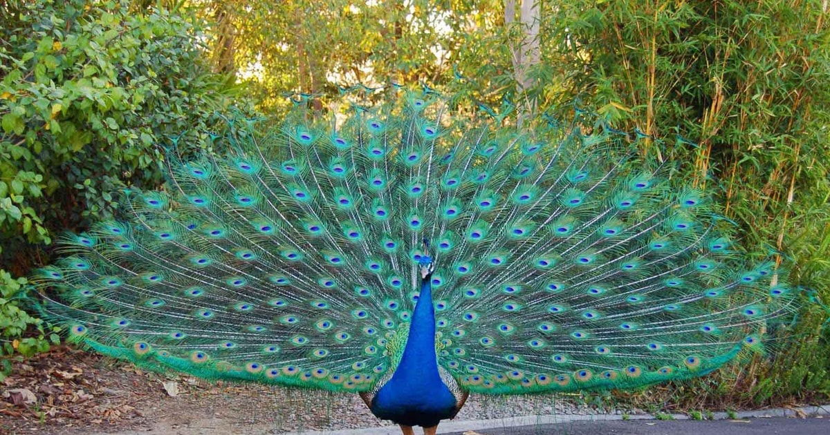 Lago Vitória: excursão de 1 dia para a ilha de NGAMBA e UWEC (zoológico ...