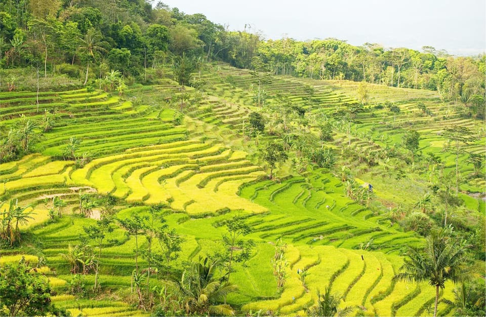 Yogyakarta: Selogriyo Temple Tour & Java Rice Terrace Trek | GetYourGuide