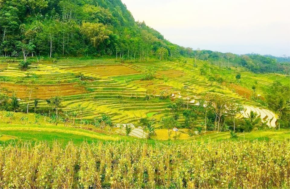Yogyakarta: Selogriyo Temple Tour & Java Rice Terrace Trek | GetYourGuide