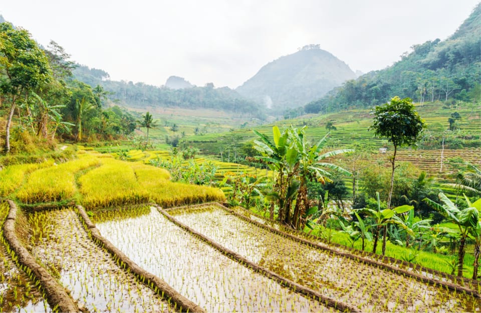 Yogyakarta: Selogriyo Temple Tour & Java Rice Terrace Trek | GetYourGuide