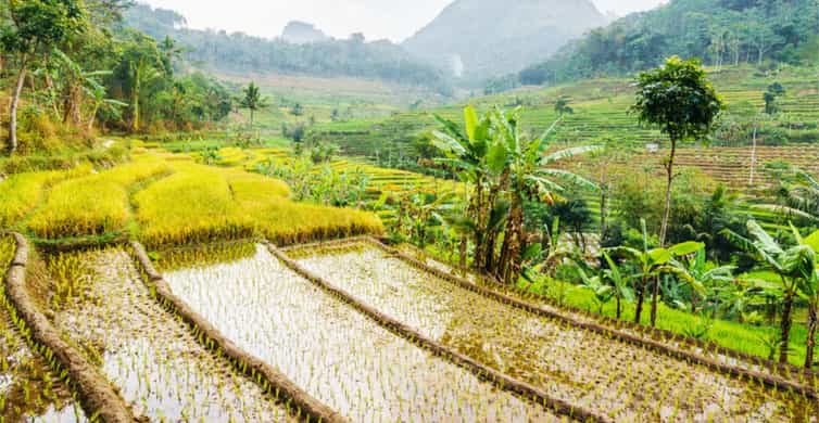 Yogyakarta: Selogriyo Temple Tour & Java Rice Terrace Trek | GetYourGuide