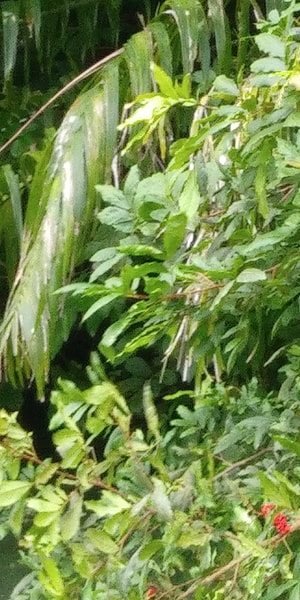 From Panama City: Panama Canal and Monkey Island Tour | GetYourGuide