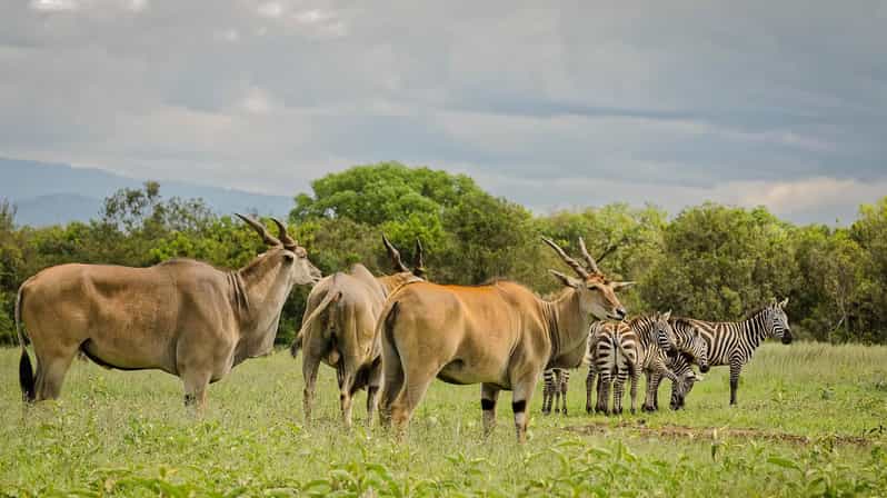 3 jours de safari dans le parc national du Tarangire | GetYourGuide