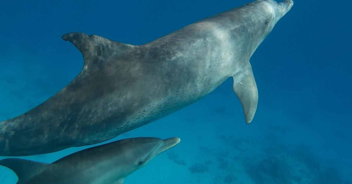 Hurghada: Dolphin House Discovery Cruise, Snorkeling & Lunch | GetYourGuide