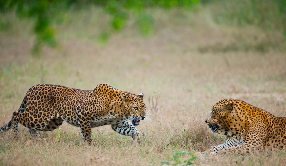 Safari de un día entero con leopardo en Yala y comida campestre ...
