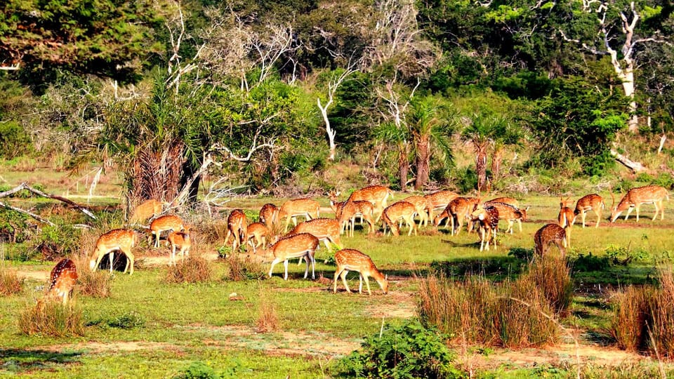 All-Inclusive Full-Day Safari at Bundala with Picnic Lunch | GetYourGuide