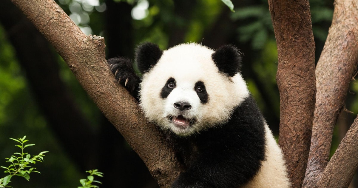 Chengdu: Base de Investigación de la Cría del Panda Gigante ticket ...