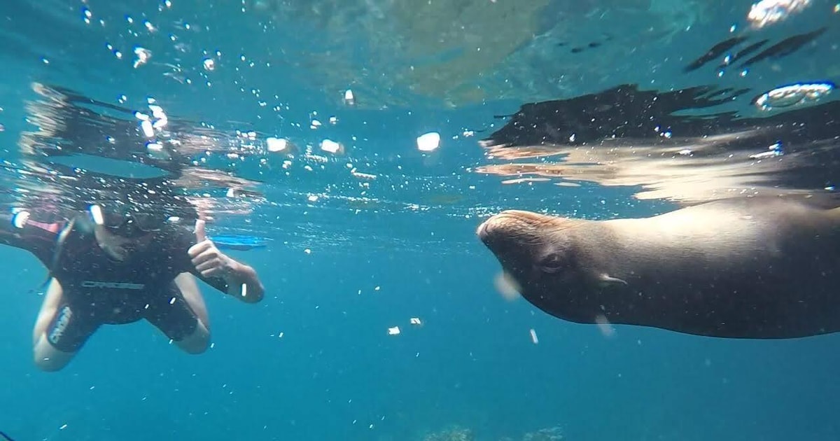 Kicker rock día completo | GetYourGuide