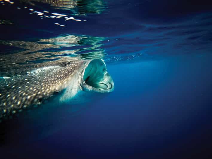 Riviera Maya: Full-Day Whale Shark Encounter | GetYourGuide
