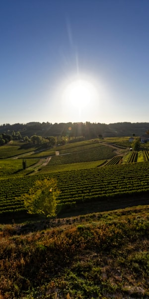 Saint-Émilion: Grand Cru Classé Winery Visit and Tasting | GetYourGuide