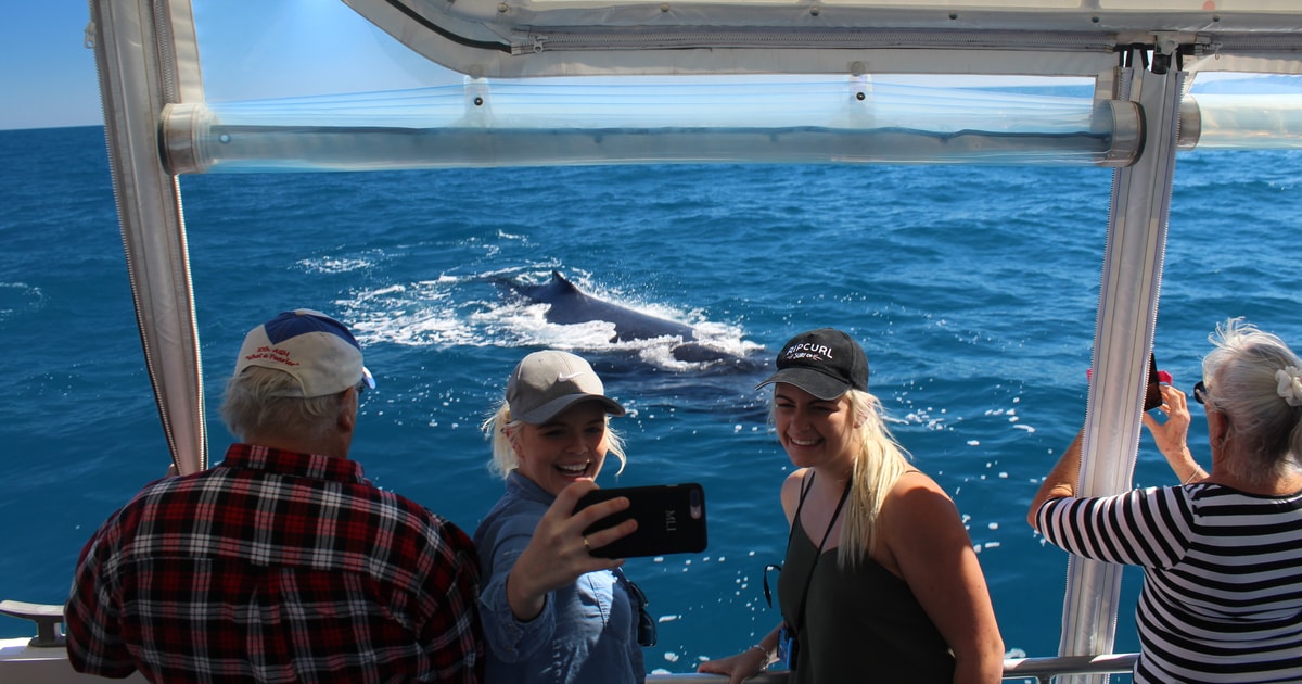 Hervey Bay: Ultimate Whale Watching Experience | GetYourGuide