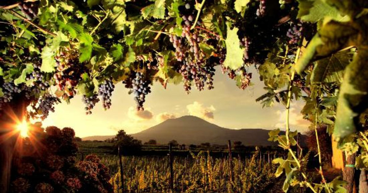 Mount Vesuvius Wine Tasting and Lunch from Pompeii | GetYourGuide