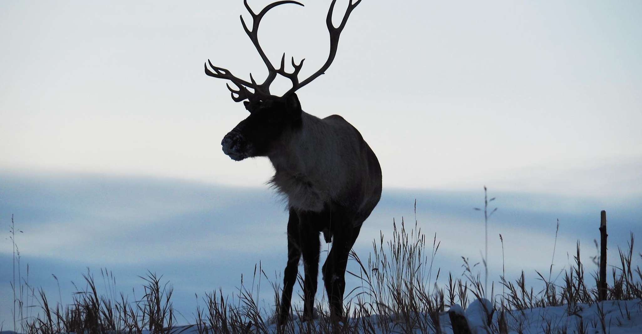 Arctic Day, Wildlife & Hot Springs | Half Day | Guided Tour in Yukon ...