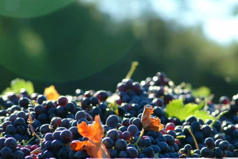 Von Aix en Provence aus: Halbtägige Weintour in der Provence | GetYourGuide