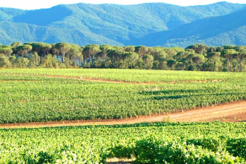 Von Aix en Provence aus: Halbtägige Weintour in der Provence | GetYourGuide