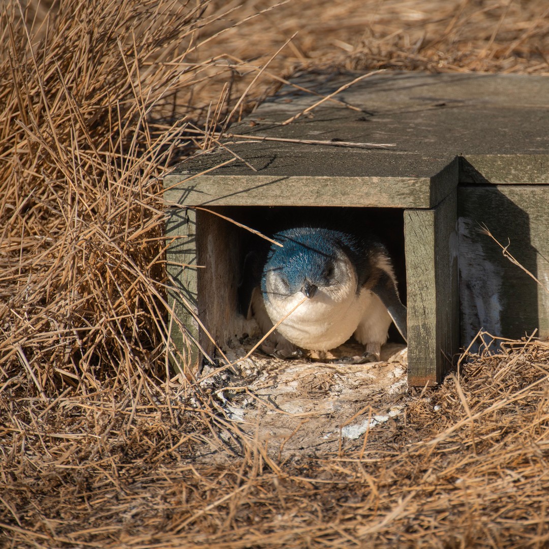 From Melbourne: Phillip Island Penguin Parade Eco Tour | GetYourGuide