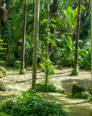 The BEST Nadi Tours and Things to Do in 2024 - FREE Cancellation ...