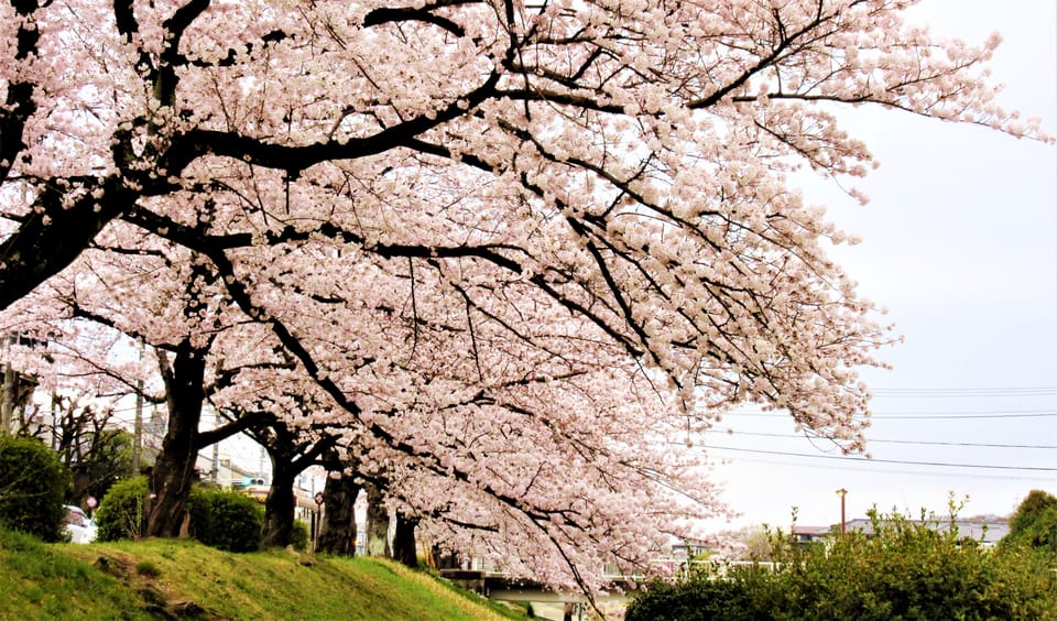 Cherry Blossom Season Evening Hanami and Food Tour - Kyoto | GetYourGuide