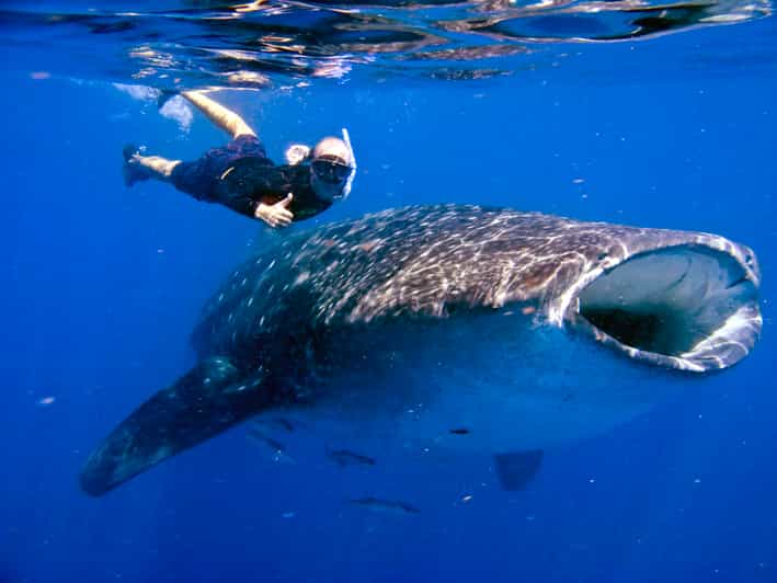 Riviera Maya: Full-Day Whale Shark Encounter | GetYourGuide