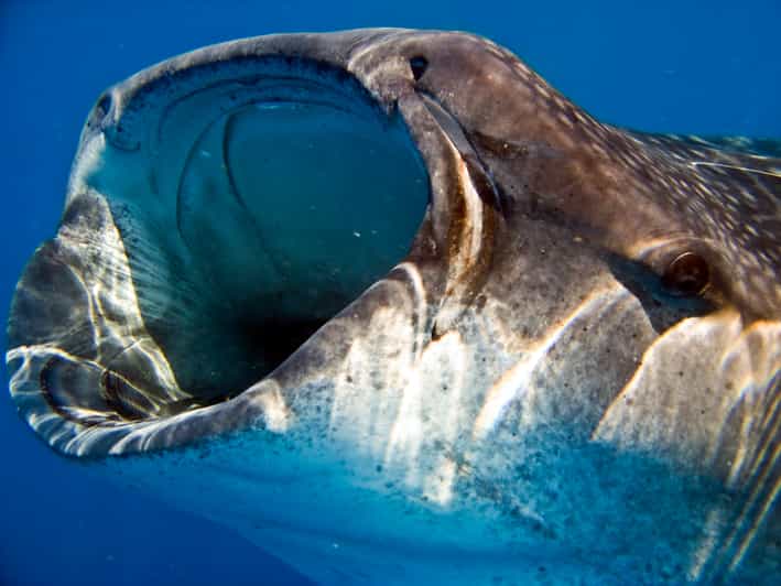 Riviera Maya: Full-Day Whale Shark Encounter | GetYourGuide