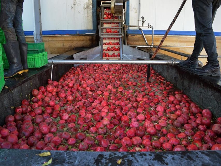 Baku: Pomegranate Wine Tour to Aghsu with Local Lunch | GetYourGuide