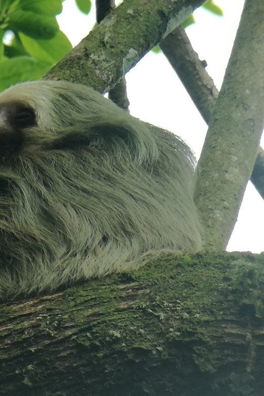 La Fortuna: Pozorování lenochodů | GetYourGuide