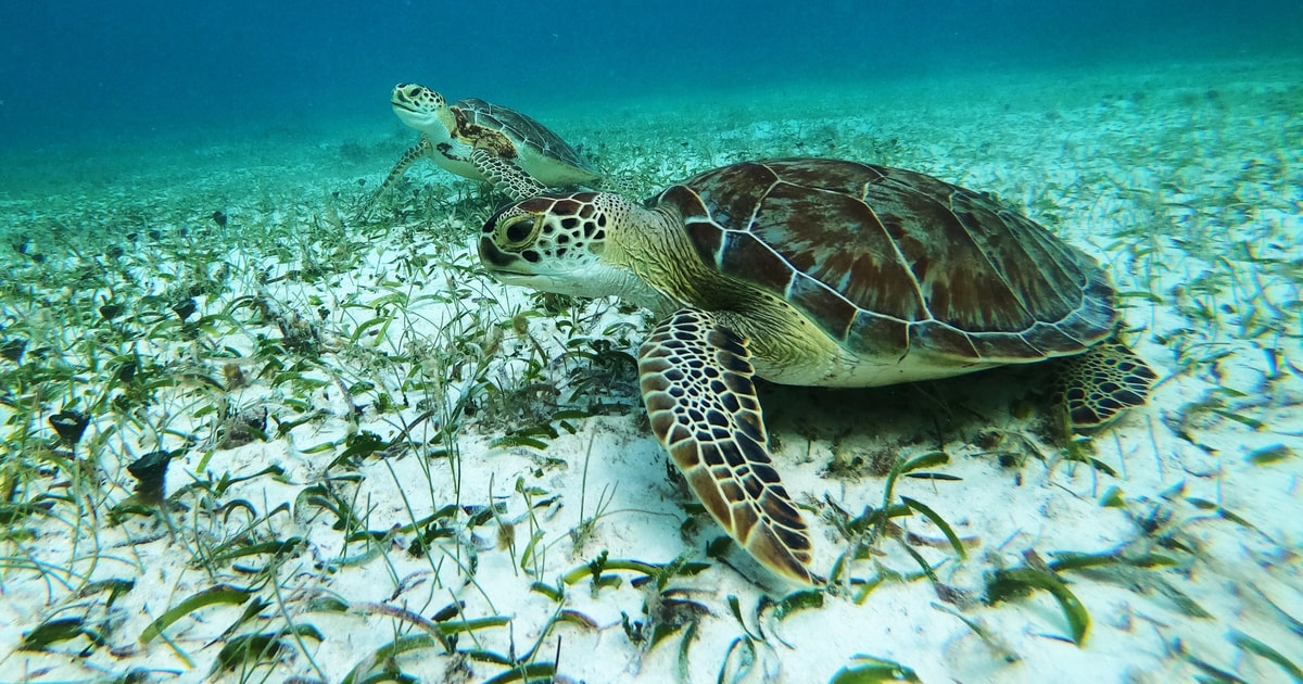 Mahahual: Snorkeltur i Reef Lagoon | GetYourGuide