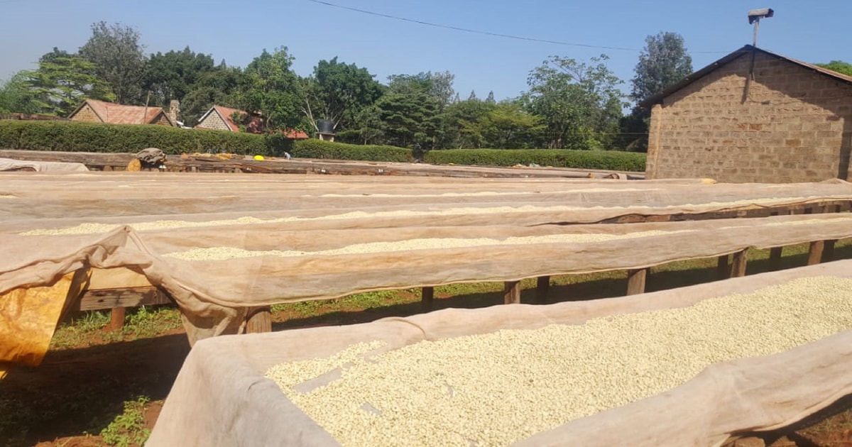 Nairobi: Coffee Farm and Factory Tour with Tasting | GetYourGuide