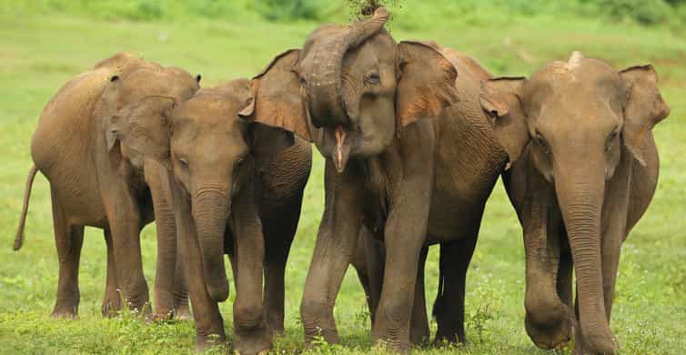 The BEST Colombo Tours and Things to Do in 2022 - FREE Cancellation ...